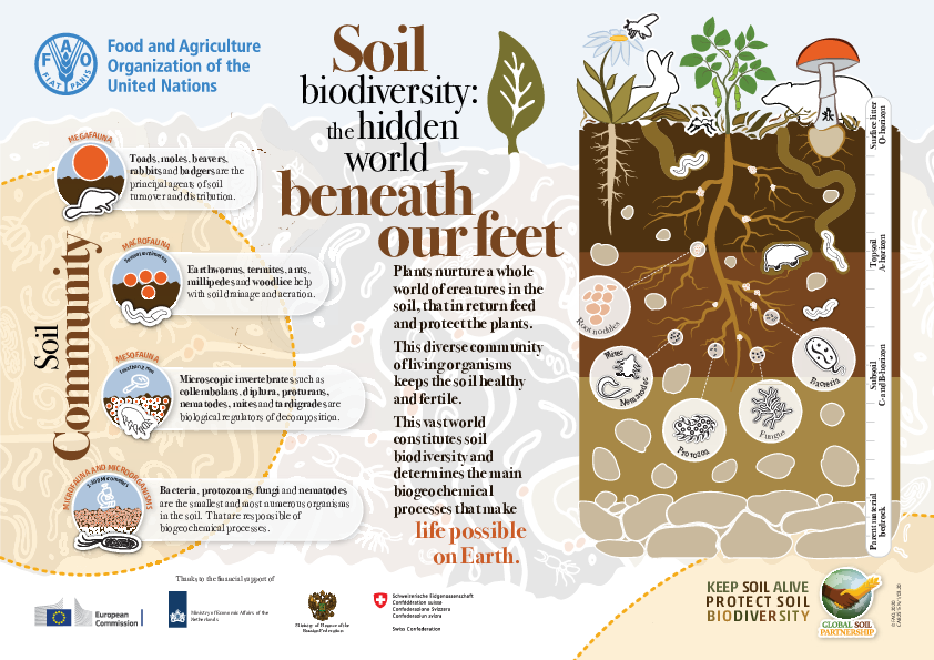 A Talaj Világnapja | Koppert Magyarország