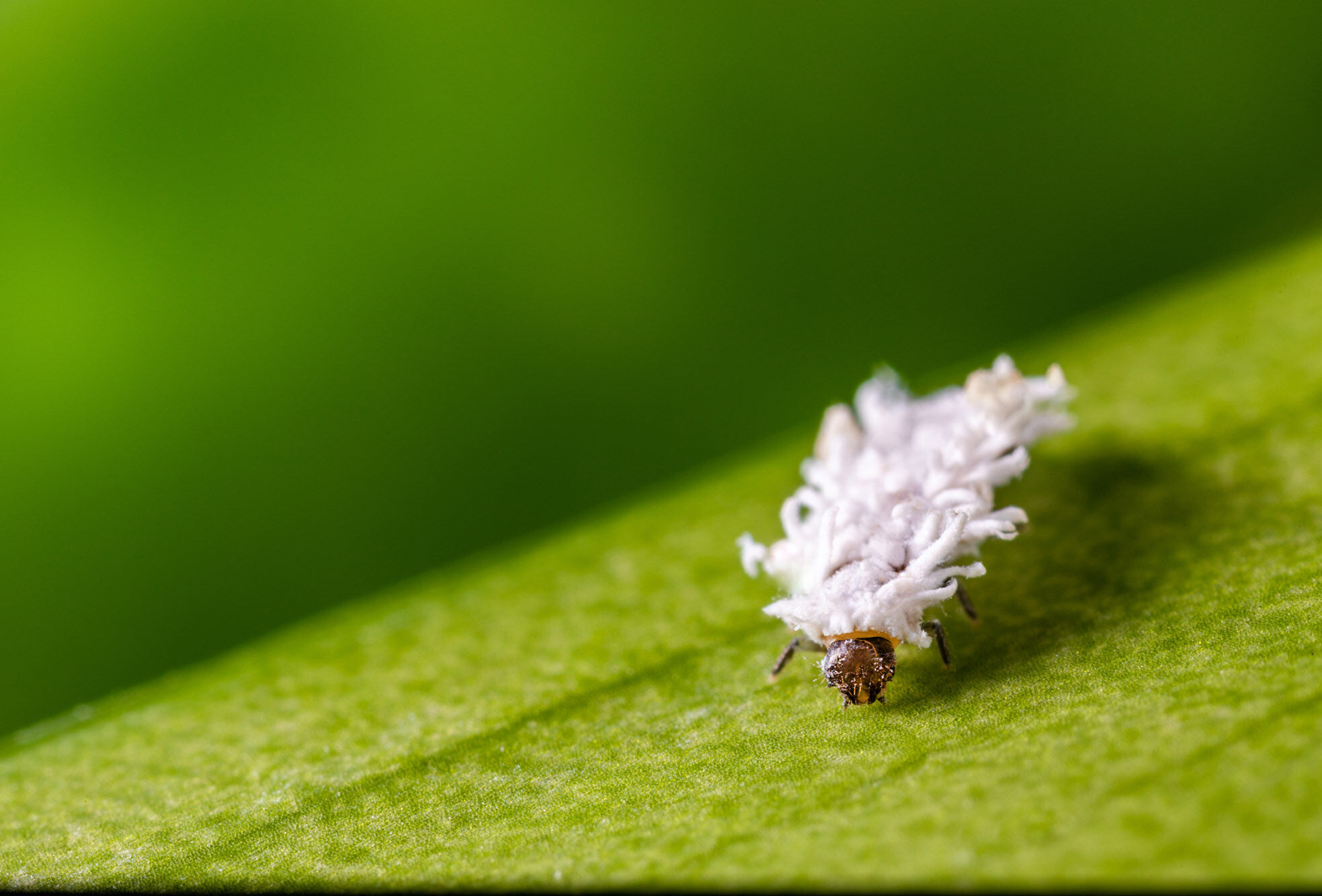 Cryptobug-L | Koppert Termékeink