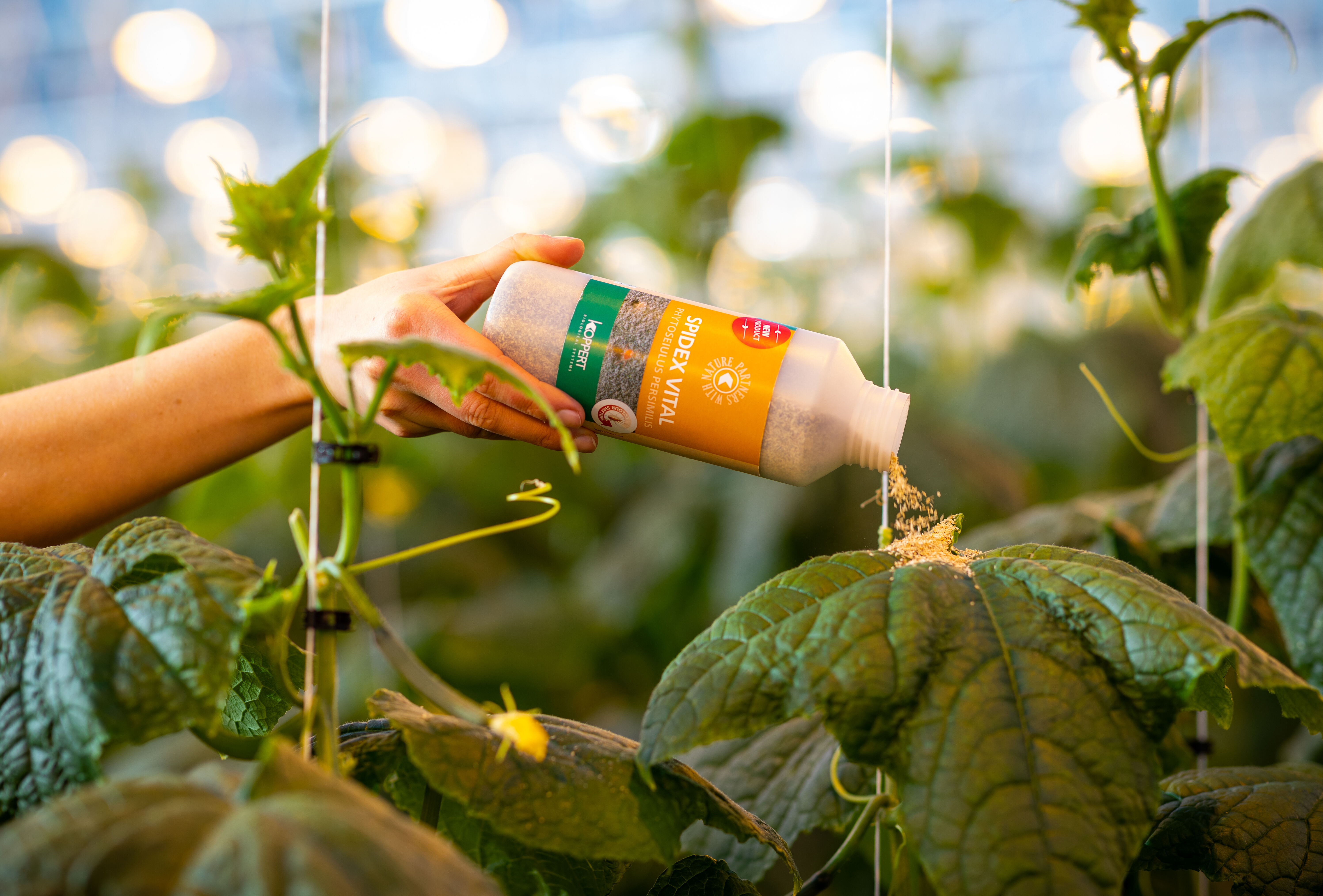 Spidex Vital: dióhéjban a helyes alkalmazásról | Koppert Magyarország