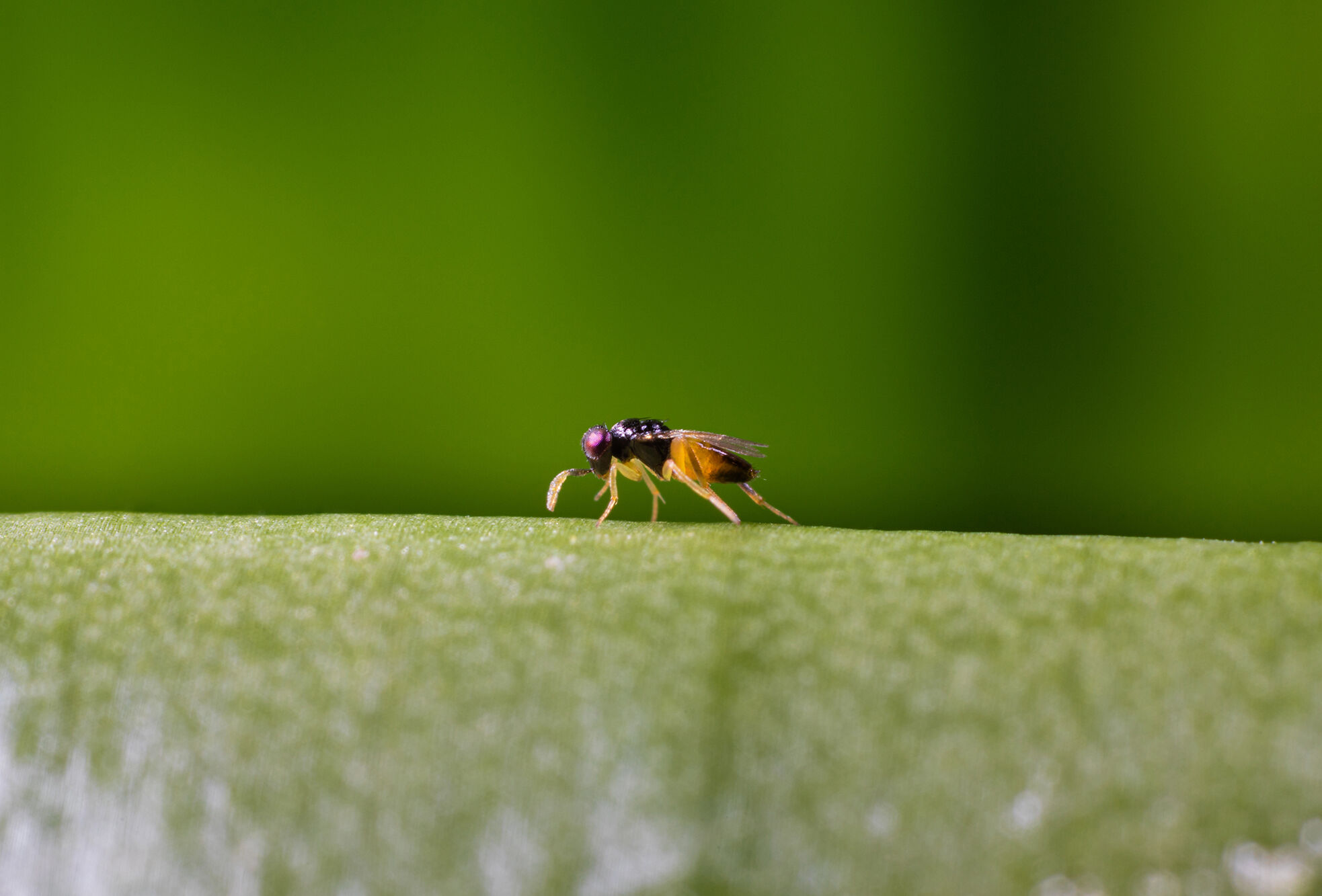 Aphelinus abdominalis (parazita darázs): A levéltetvek biológiai ...