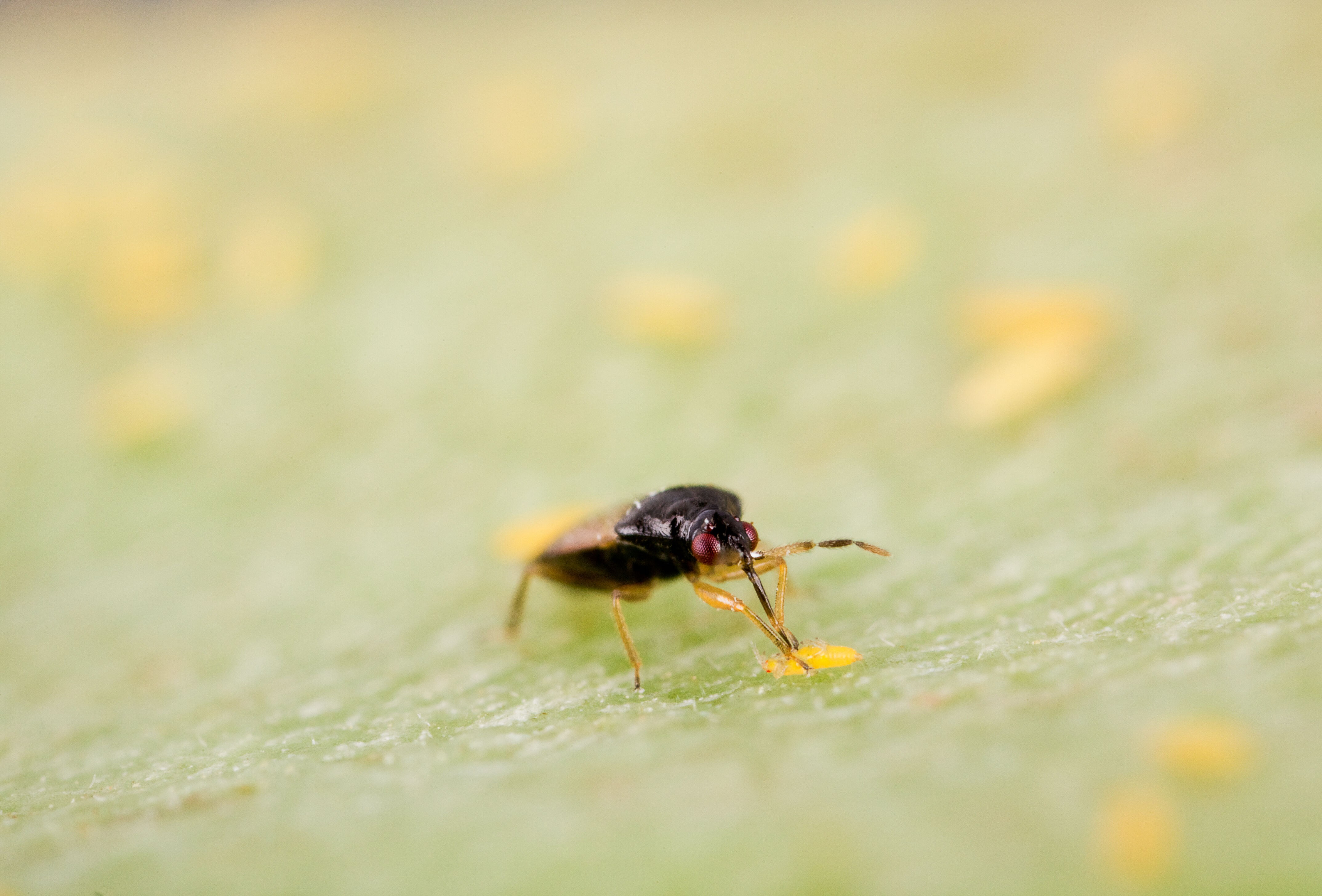 Ragadozó rovarok a kártevők elleni védekezéshez