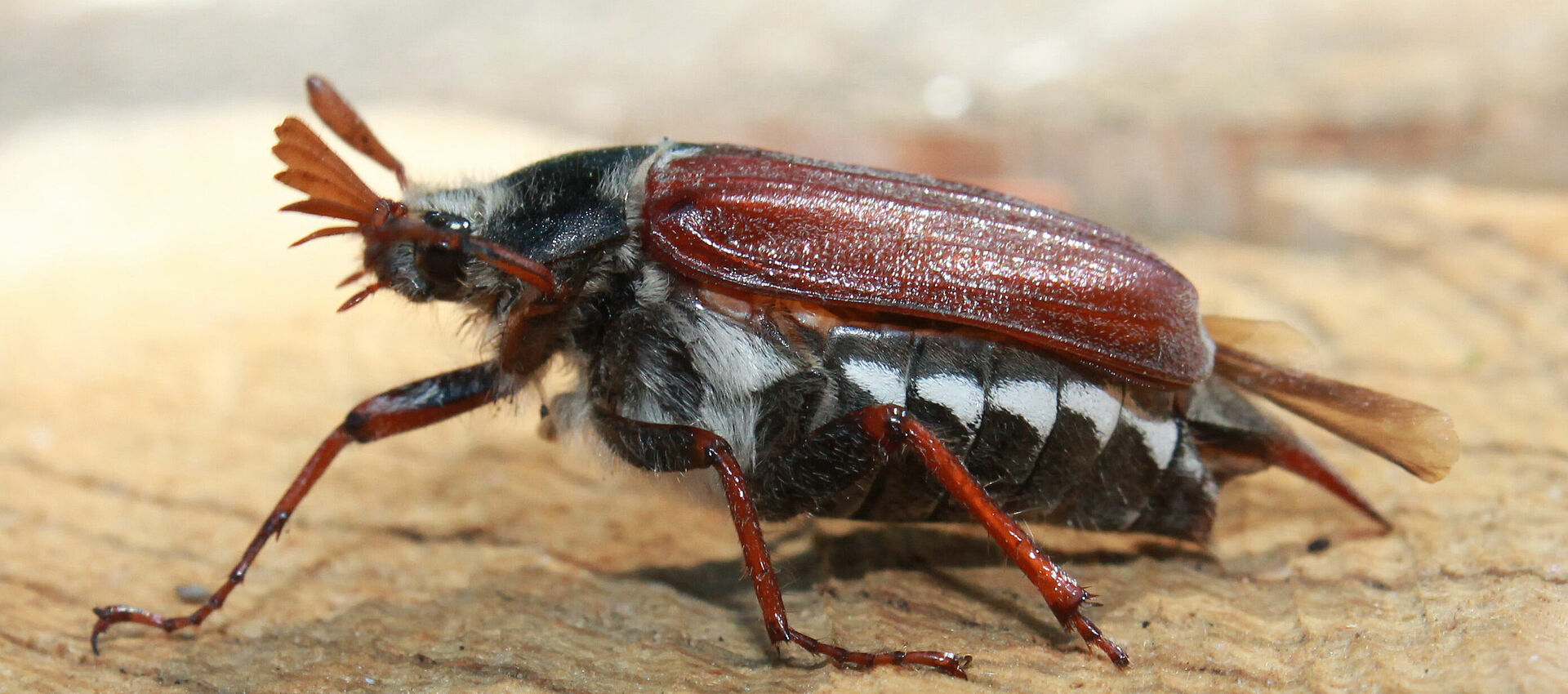 Bogarak - Biológiai védekezés, károk és életciklus